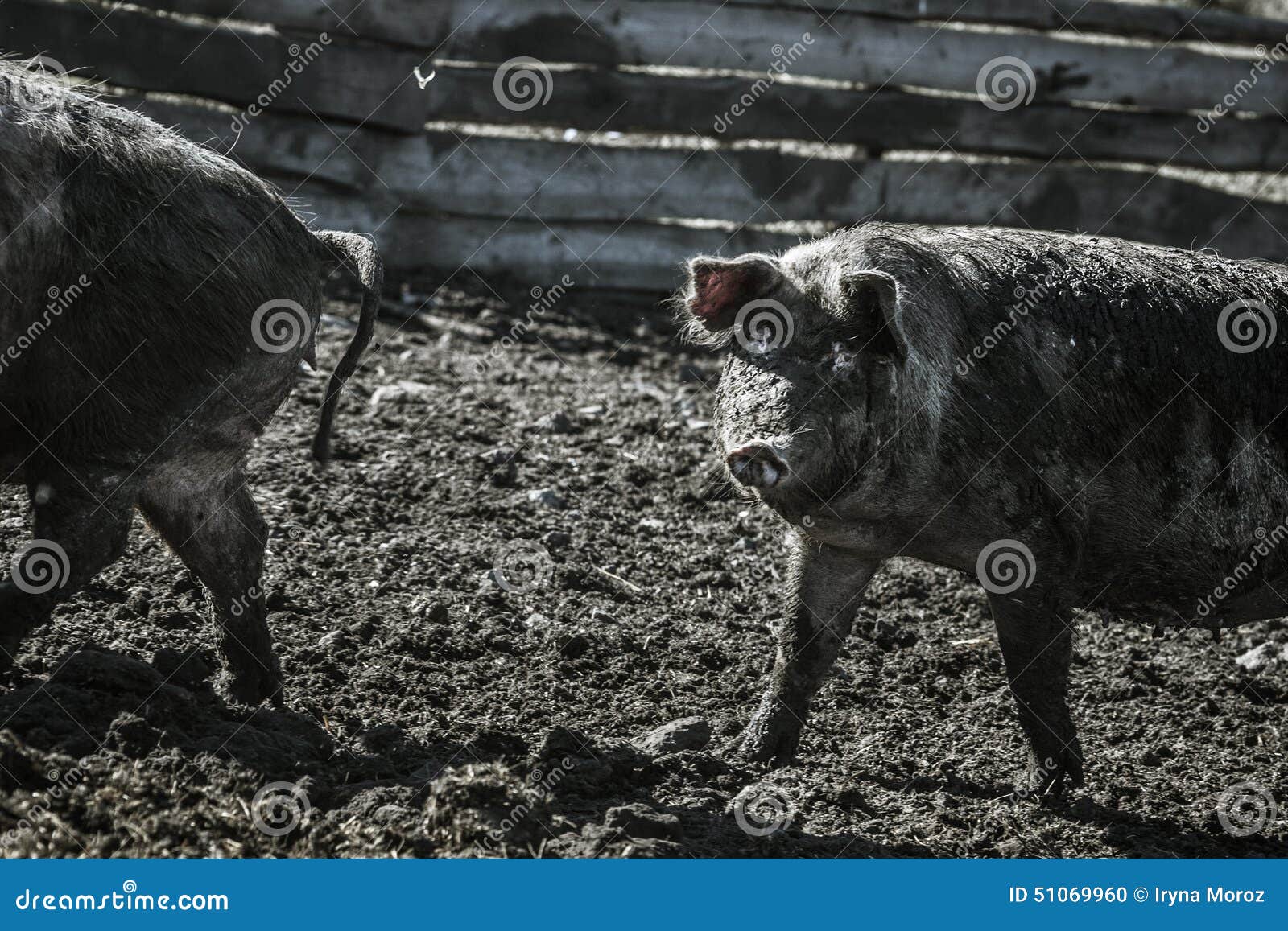 Dirty pig stock photo. Image of dirty, unhygienic, unpleasant - 51069960