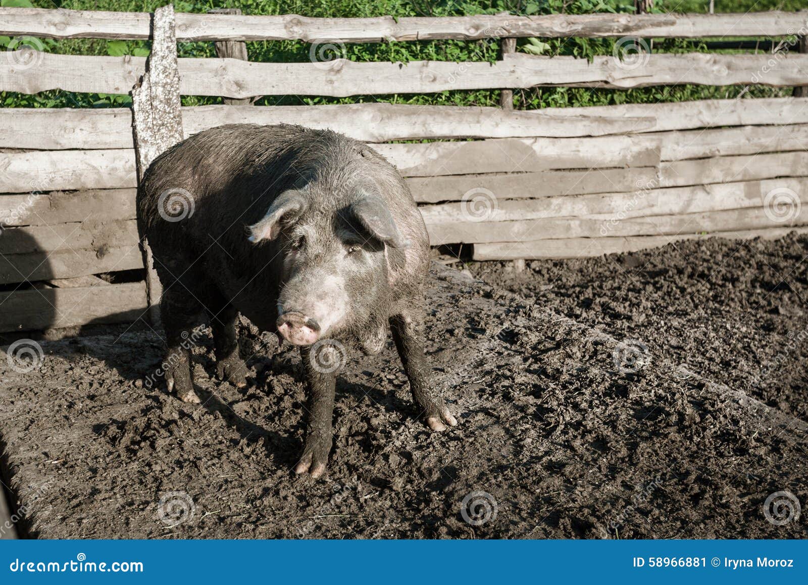 Dirty pig stock image. Image of outdoors, agriculture - 58966881