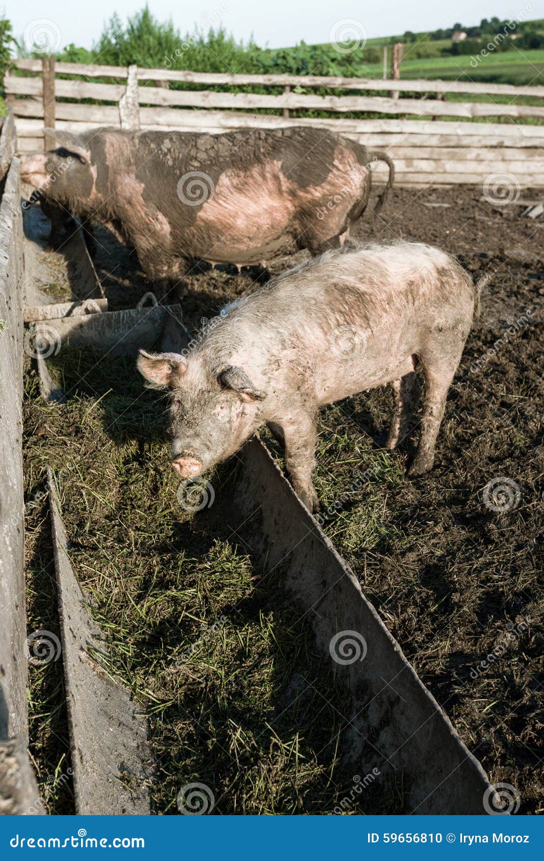 Dirty pig stock photo. Image of animals, snout, rural - 59656810