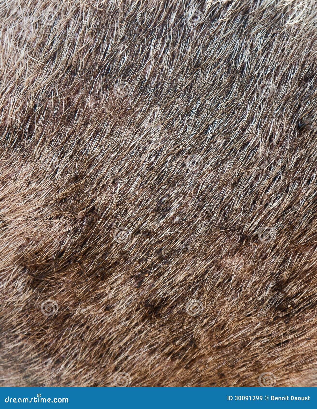 11,779 Pig Hair Photos - Free & Royalty-Free Stock Photos from Dreamstime