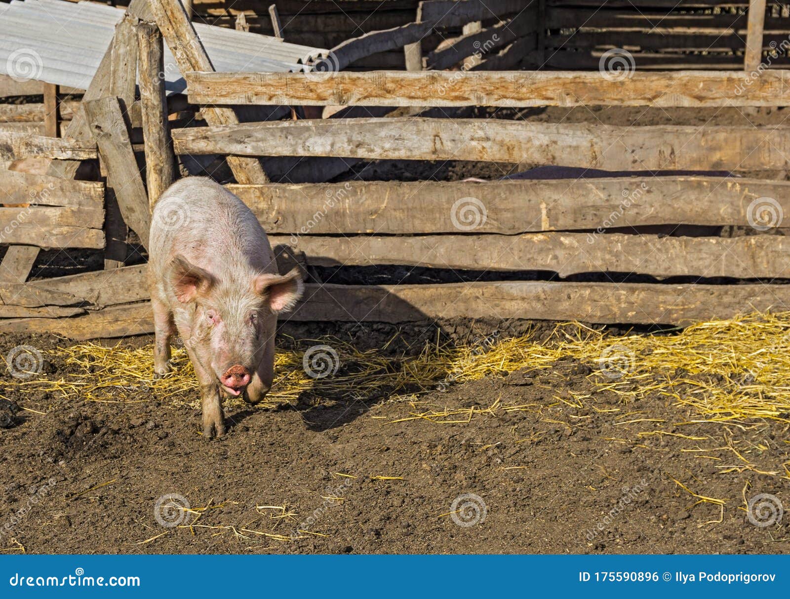 Dirty Pig in the Pen on the Farm Stock Photo - Image of pork, white ...
