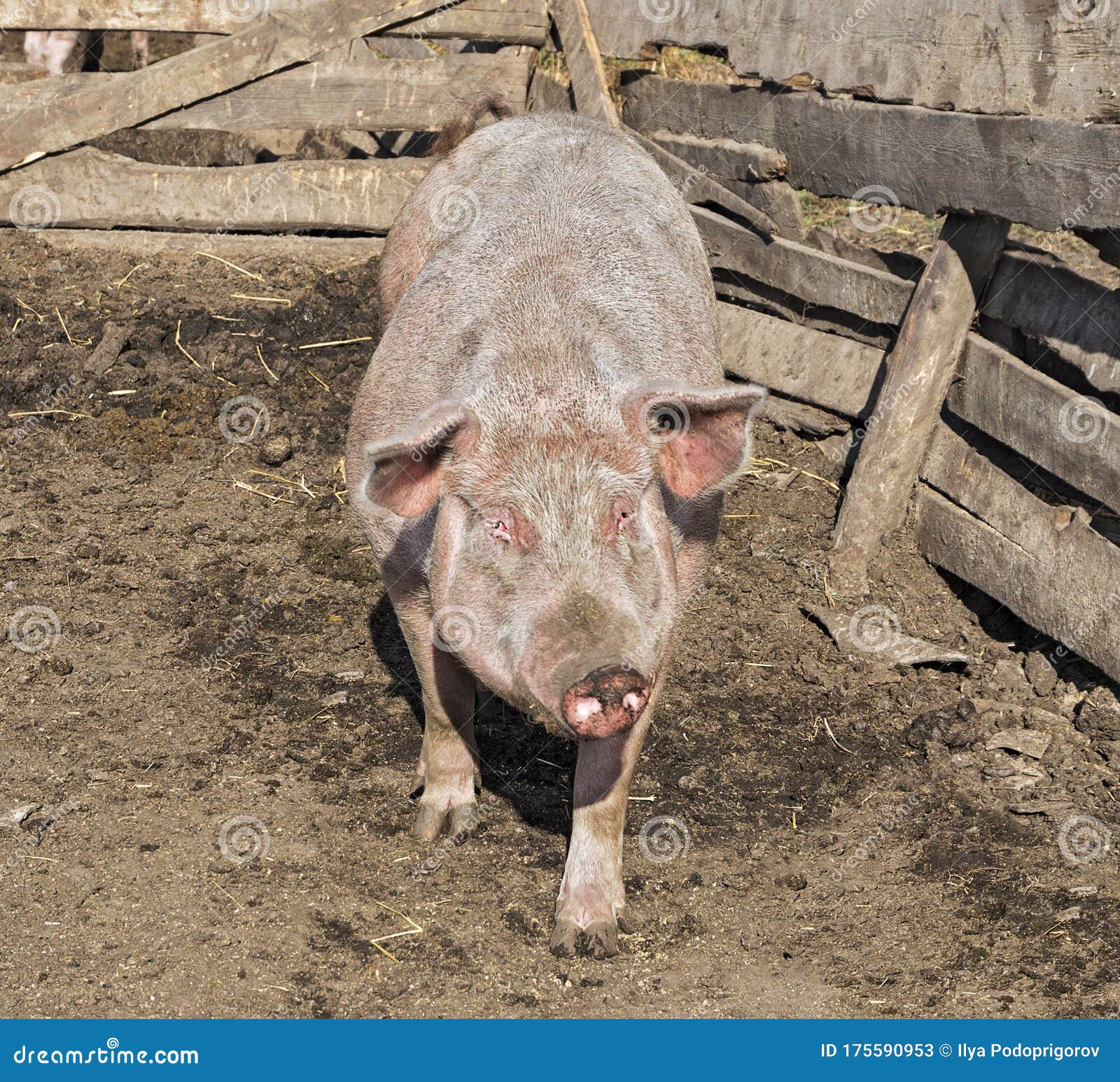 Dirty Pig in the Pen on the Farm Stock Image - Image of young, barn ...
