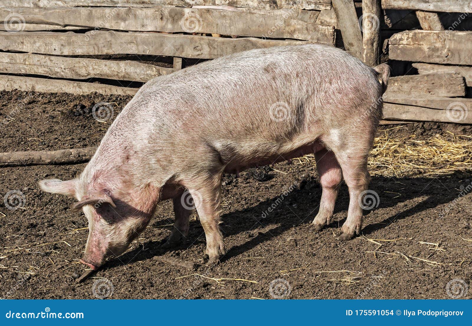 Dirty Pig in the Pen on the Farm Stock Photo - Image of livestock ...