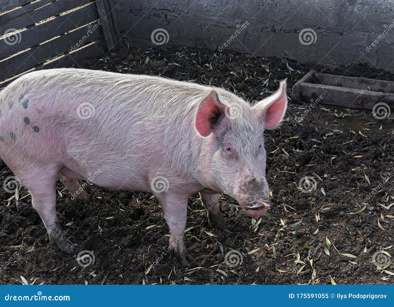 Dirty Pig in the Pen on the Farm Stock Image - Image of young ...