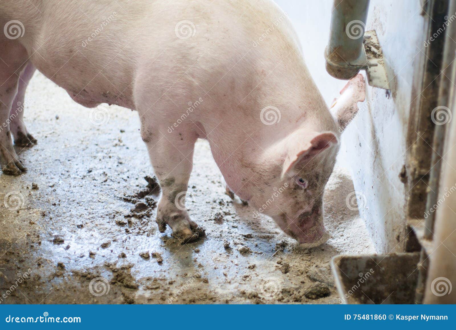 Dirty pig standing in mud stock photo. Image of industry - 75481860