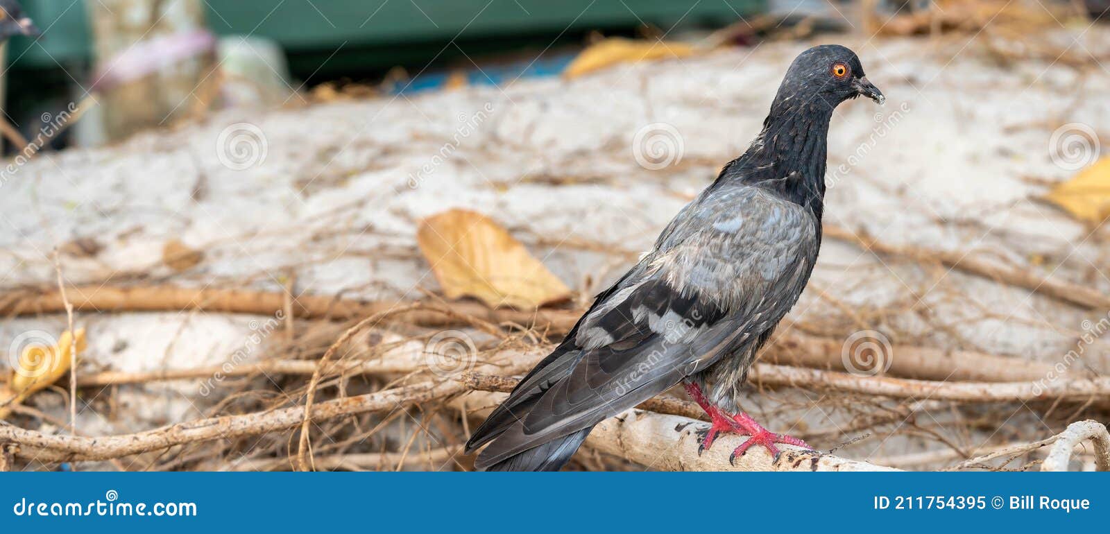 Dirty Pigeon Standing Near a Dumpster with Trash on the Ground Stock ...