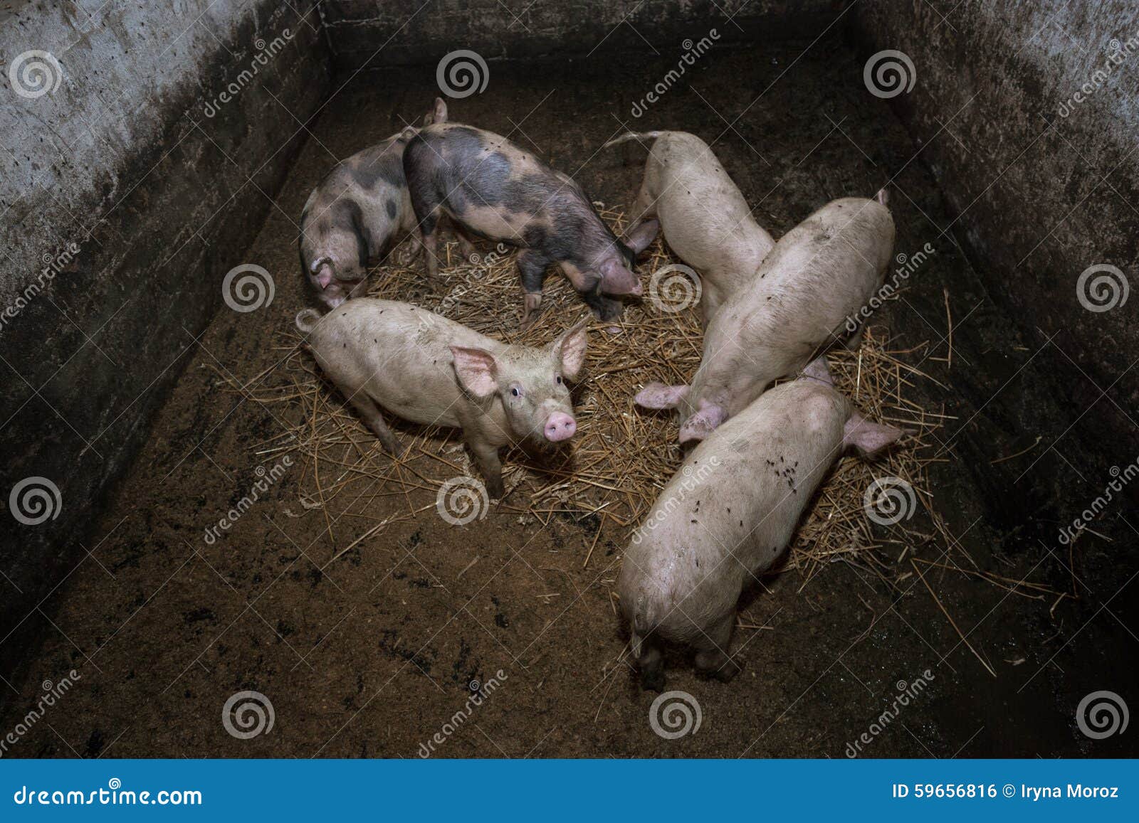 Dirty piglets stock photo. Image of rural, barn, urban - 59656816