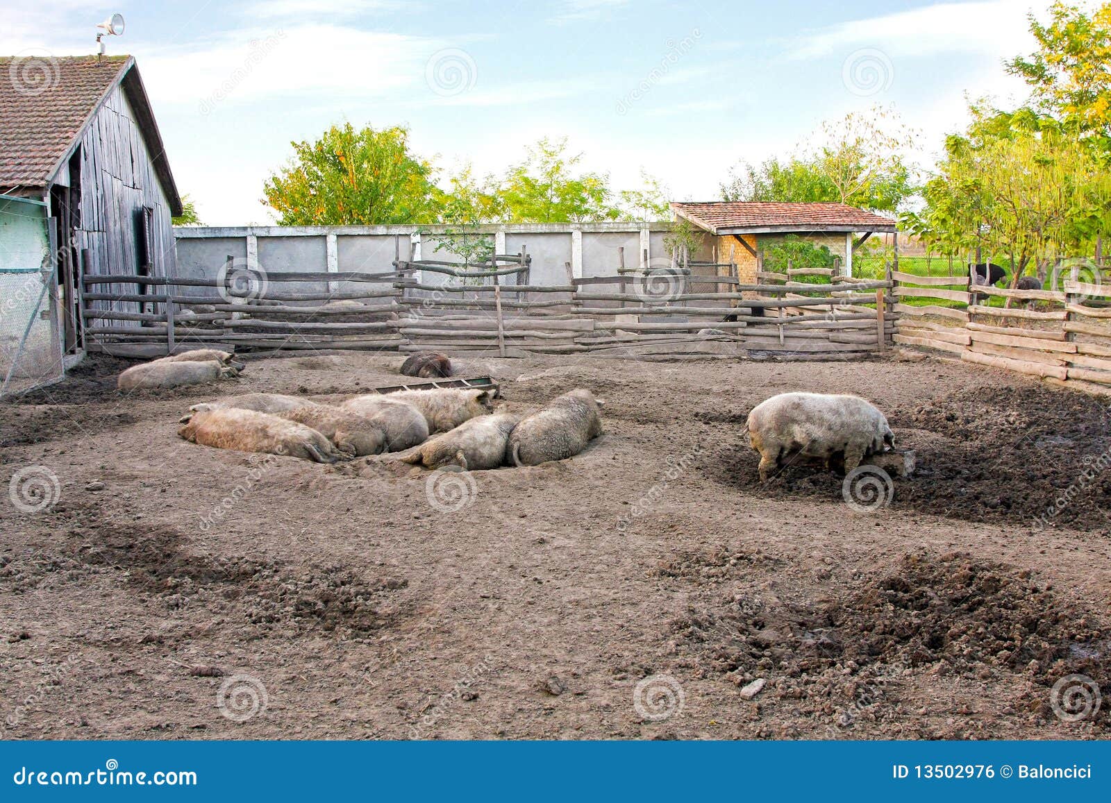Dirty pigs stock photo. Image of nature, yard, rural - 13502976