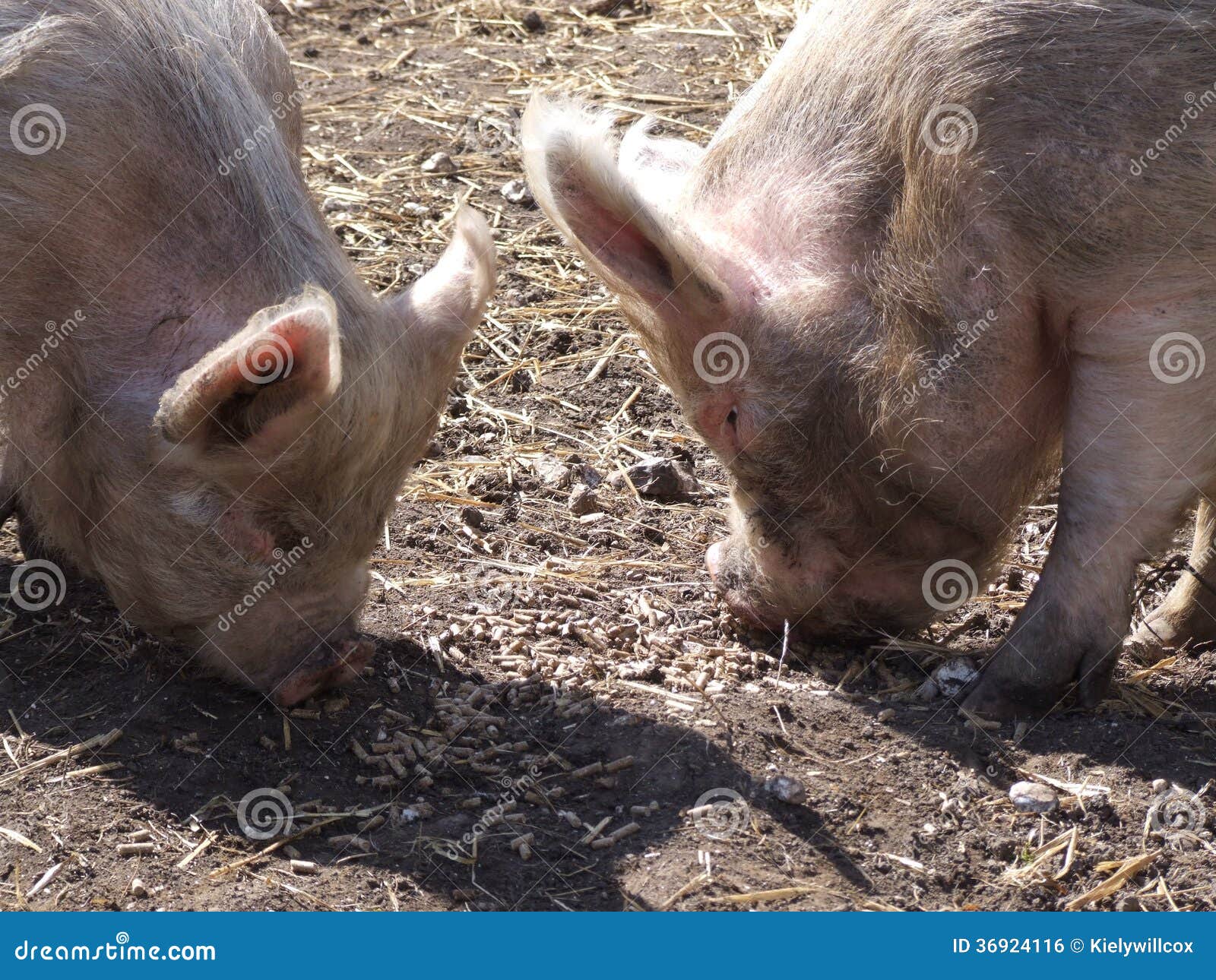 Dirty Pigs Feeding stock photo. Image of pink, dirty - 36924116