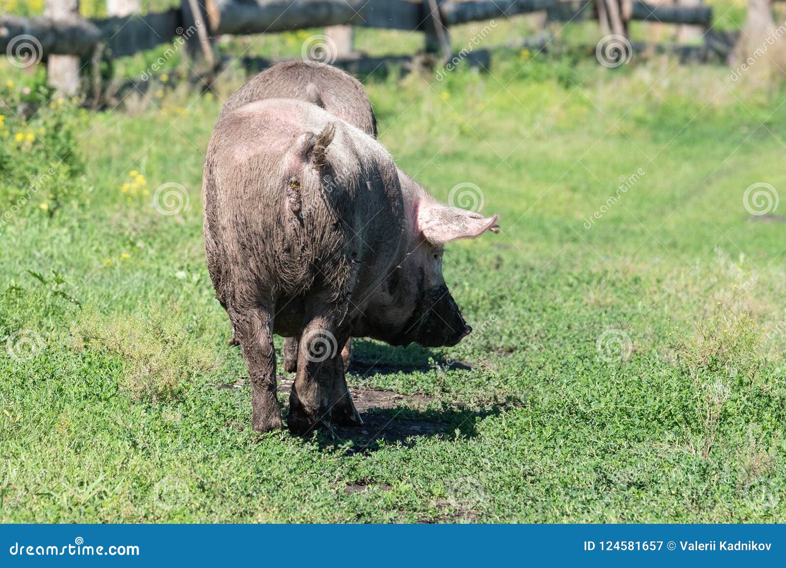 Dirty Pigs are Grazed in the Field Stock Image - Image of bottom, grime ...