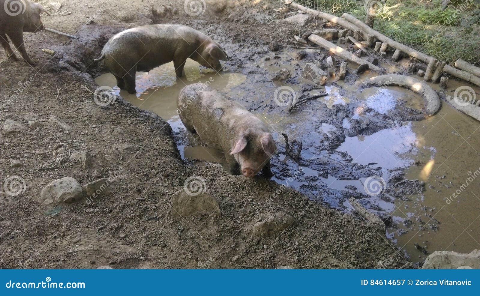 Dirty pigs in mud stock image. Image of dirty, pork, fiction - 84614657