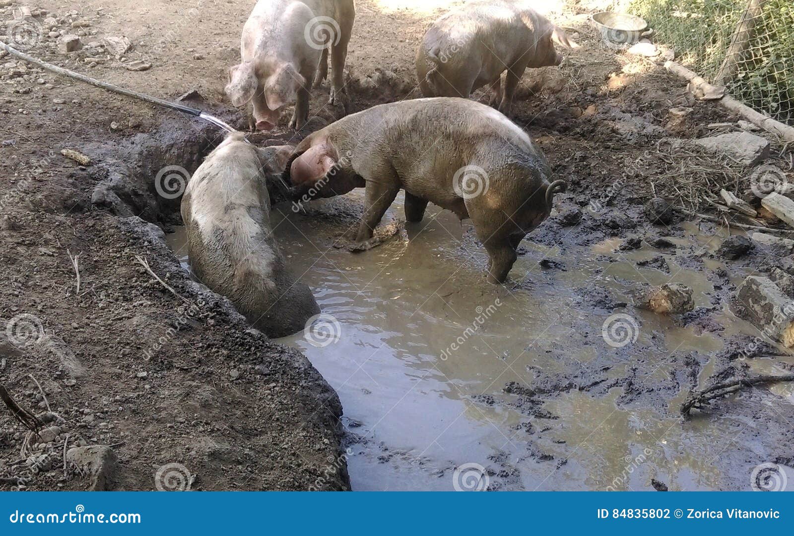 Dirty pigs in mud stock photo. Image of fiction, food - 84835802