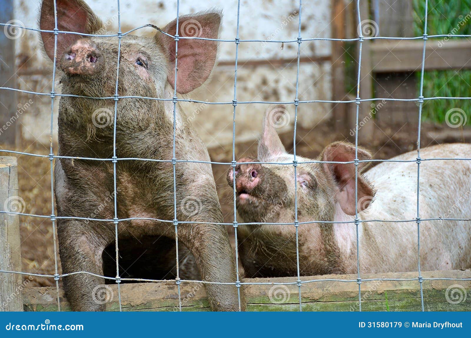 Dirty pigs in pigpen stock image. Image of swine, rural - 31580179