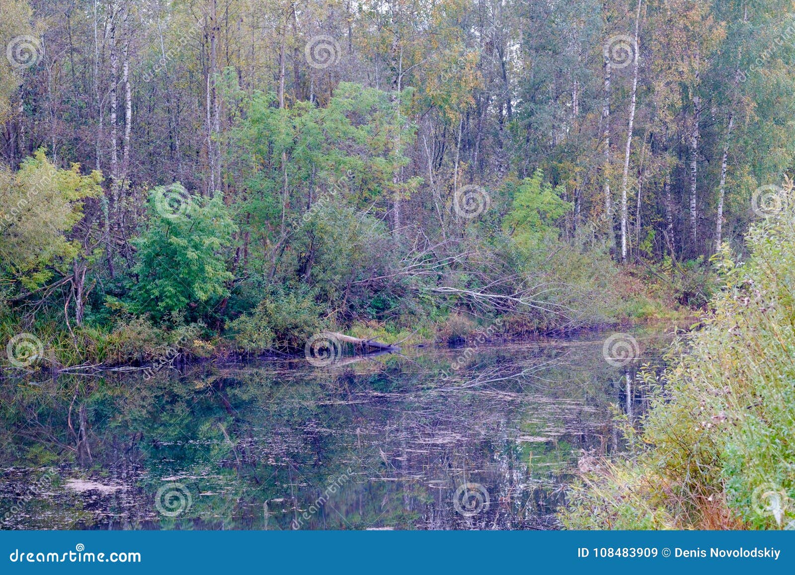 Dirty Pond Stock Images - Download 6,531 Royalty Free Photos