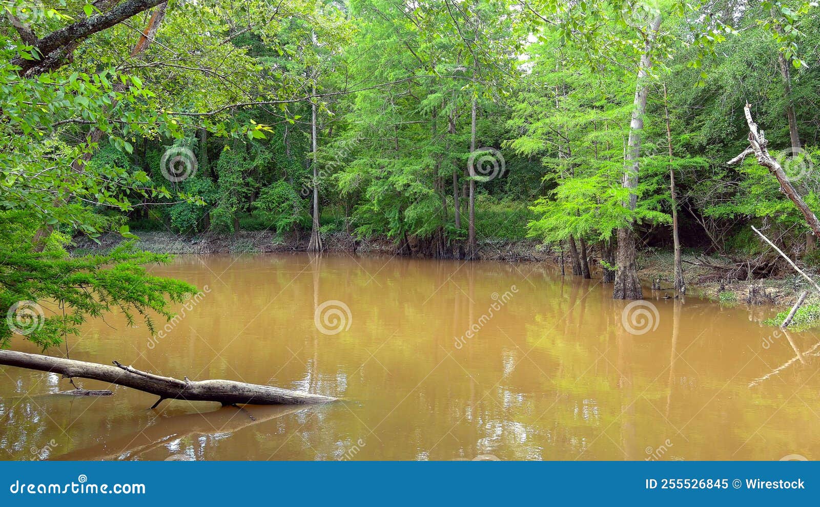 Dirty Pond Surrounded with Green Trees Stock Image - Image of landscape ...