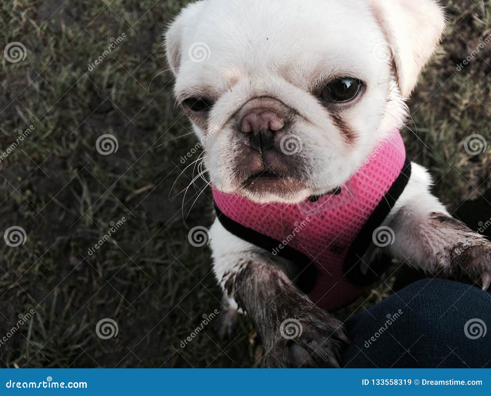 Dirty puppy stock image. Image of white, puppy, dirty - 133558319