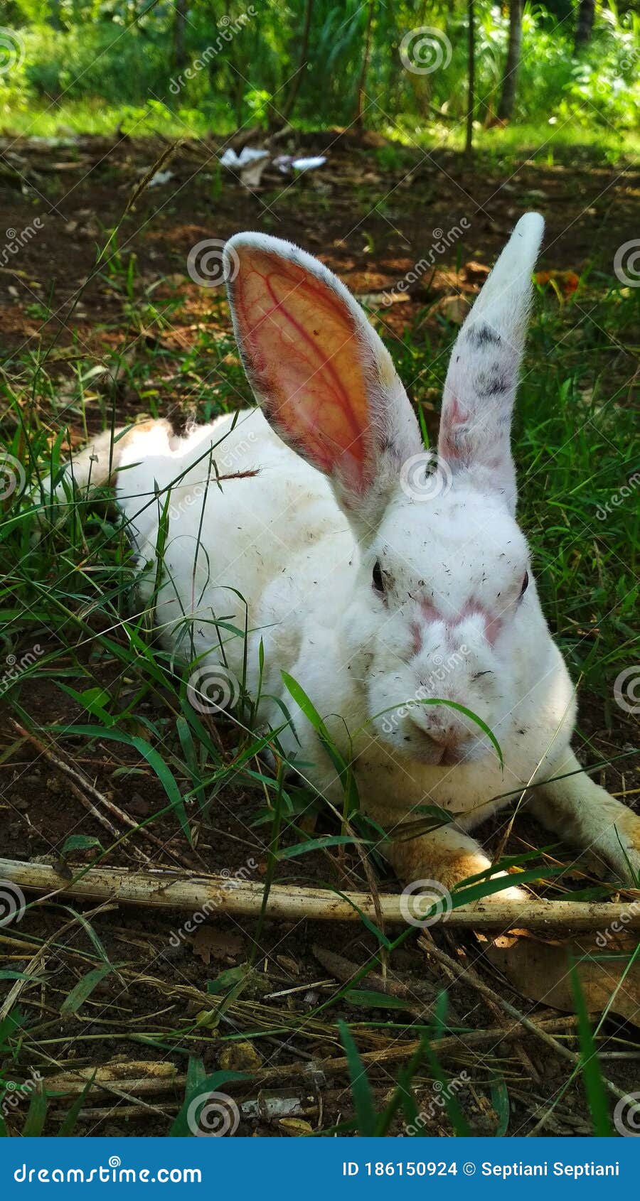 Dirty rabbit in the grass stock photo. Image of animal - 186150924