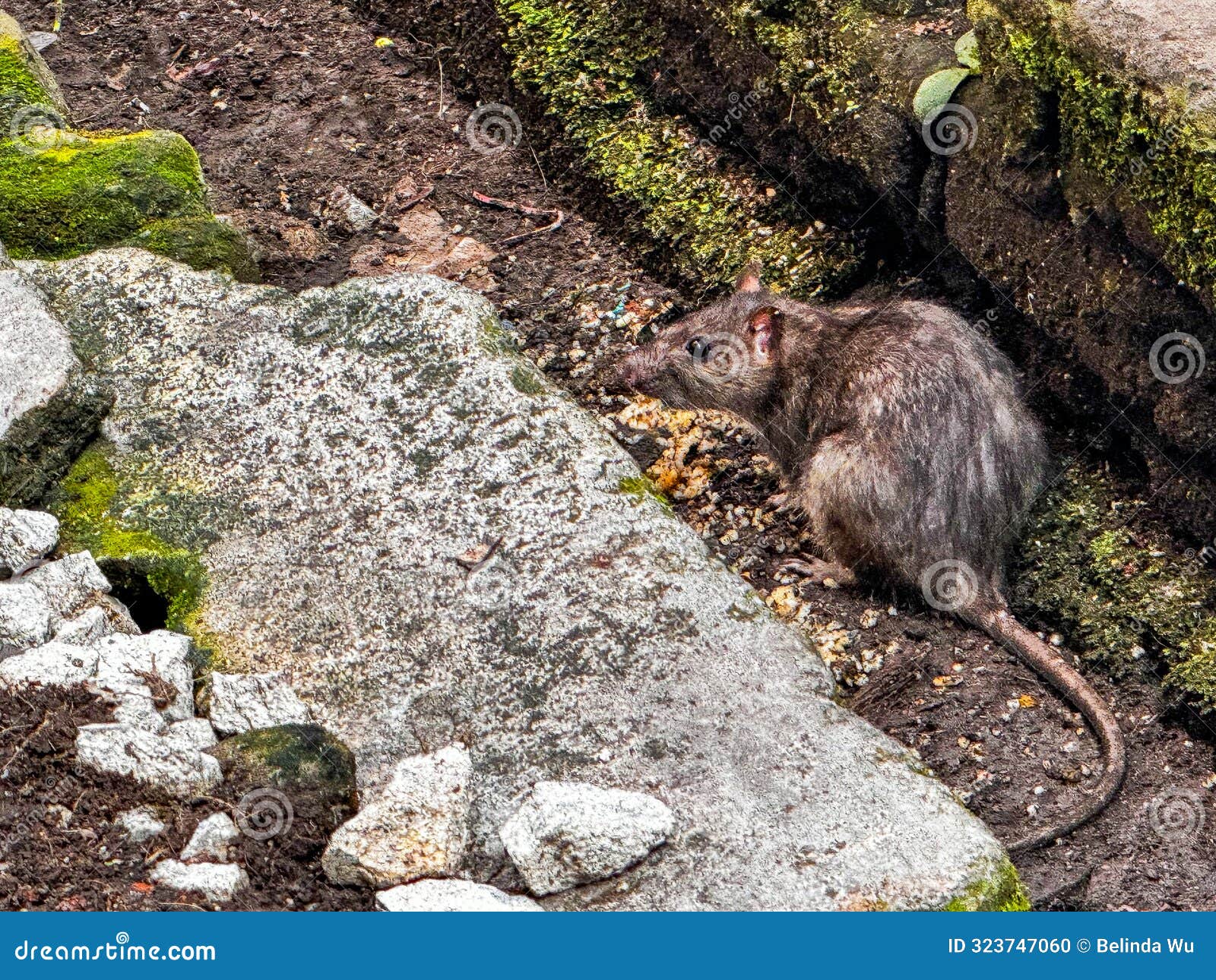 Dirty Rat stock photo. Image of food, rodent, drainage - 323747060