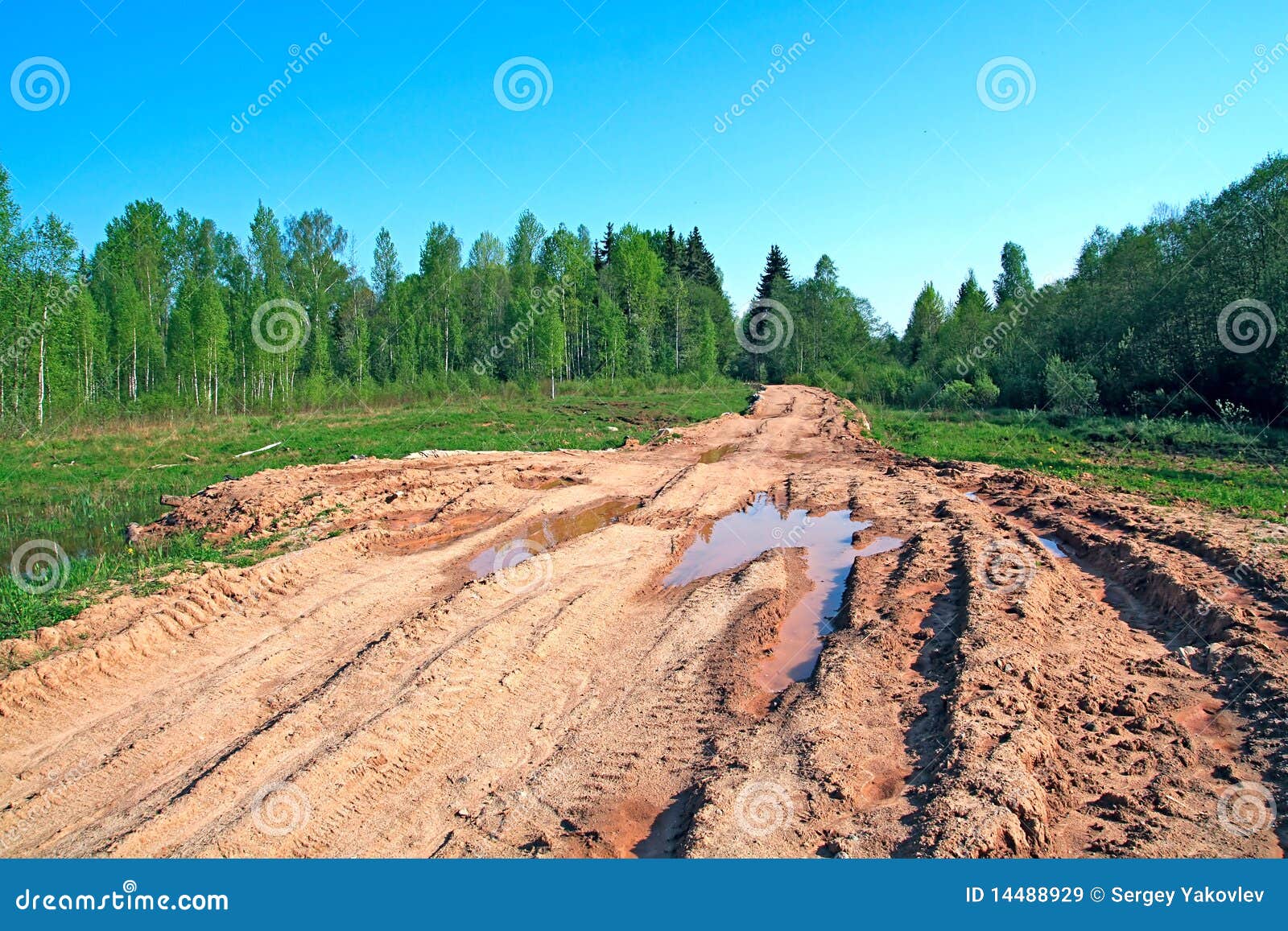 Dirty road stock image. Image of dark, pine, paths, plant - 14488929