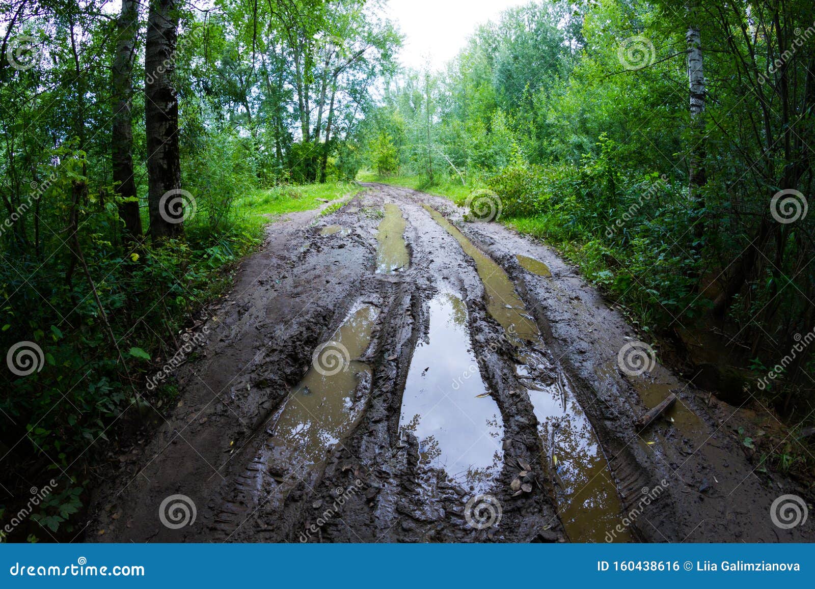 Dirty road in forest stock photo. Image of rural, forest - 160438616