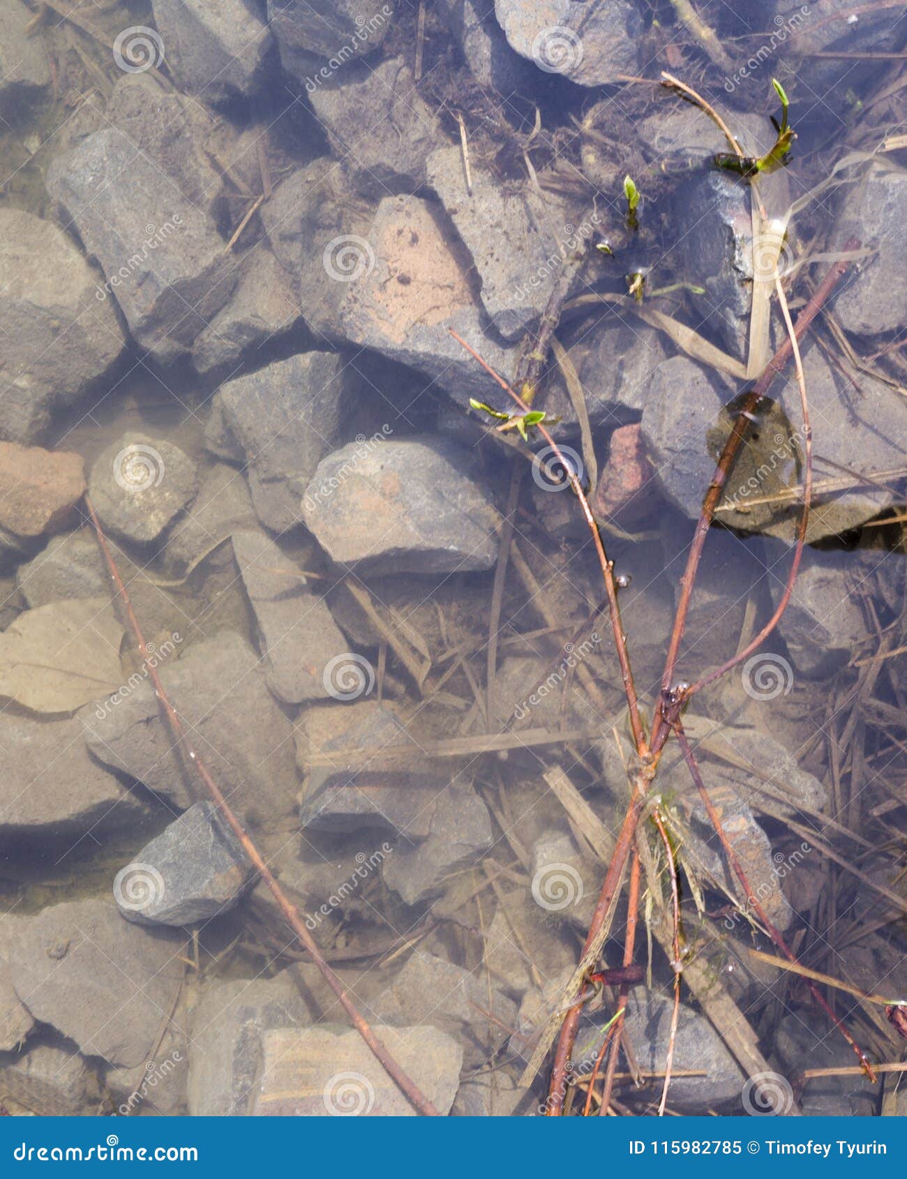 Dirty Rocks in the Pond Background. Nature. Stock Image - Image of ...