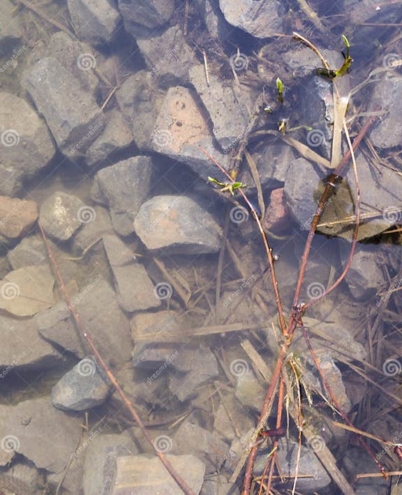 Dirty Rocks in the Pond Background. Nature. Stock Image - Image of ...