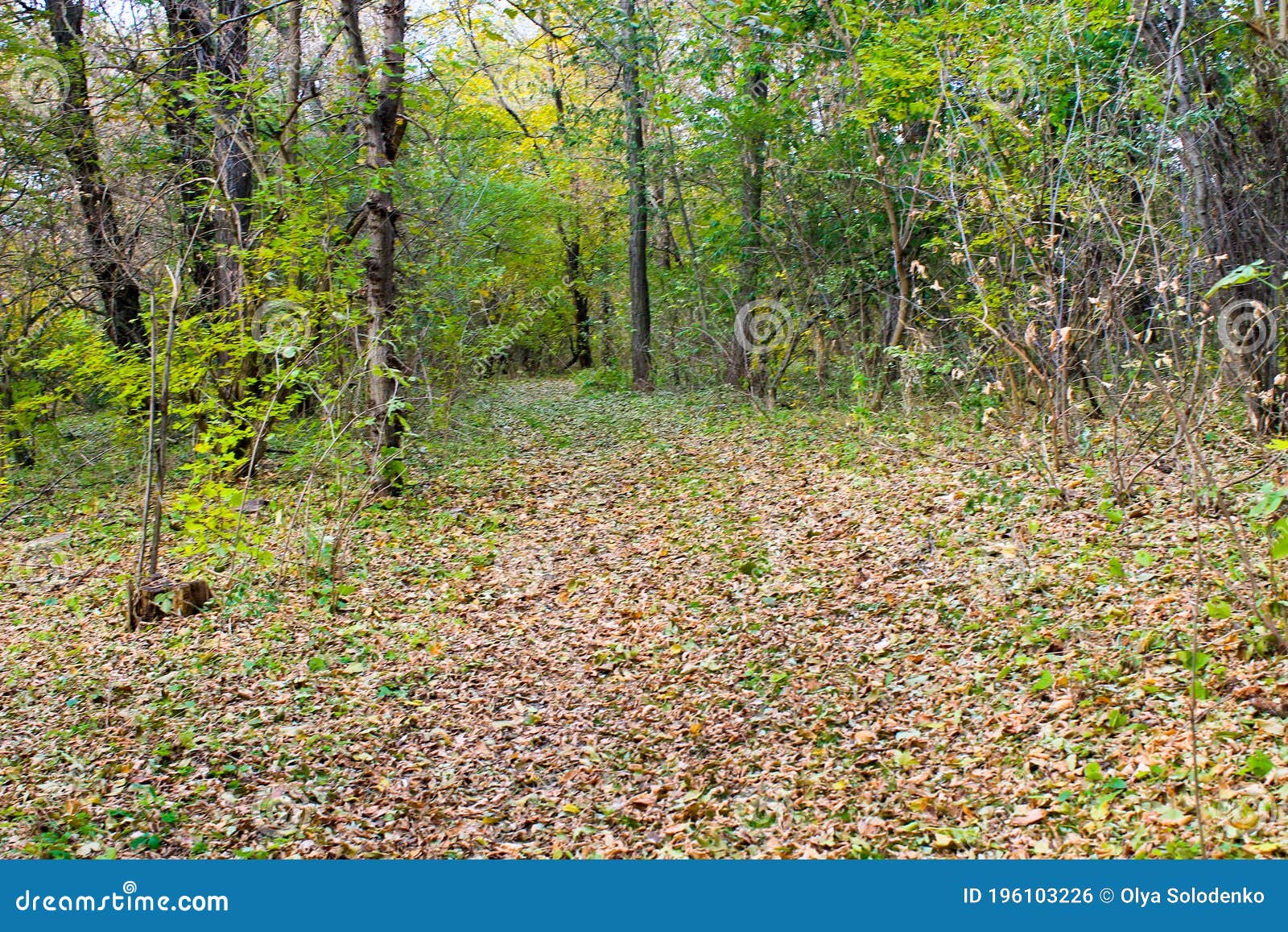 Dirty Rural Road in Forest on Autumn Stock Photo - Image of environment ...