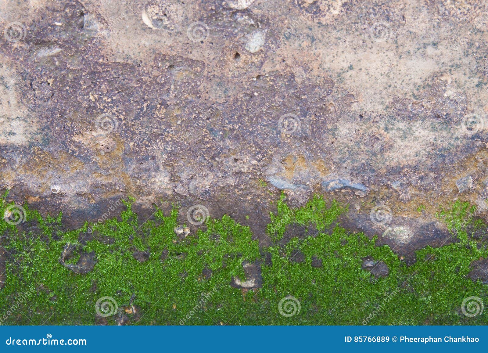 Dirty Sand Wall with Green Lichen Background Stock Image - Image of ...