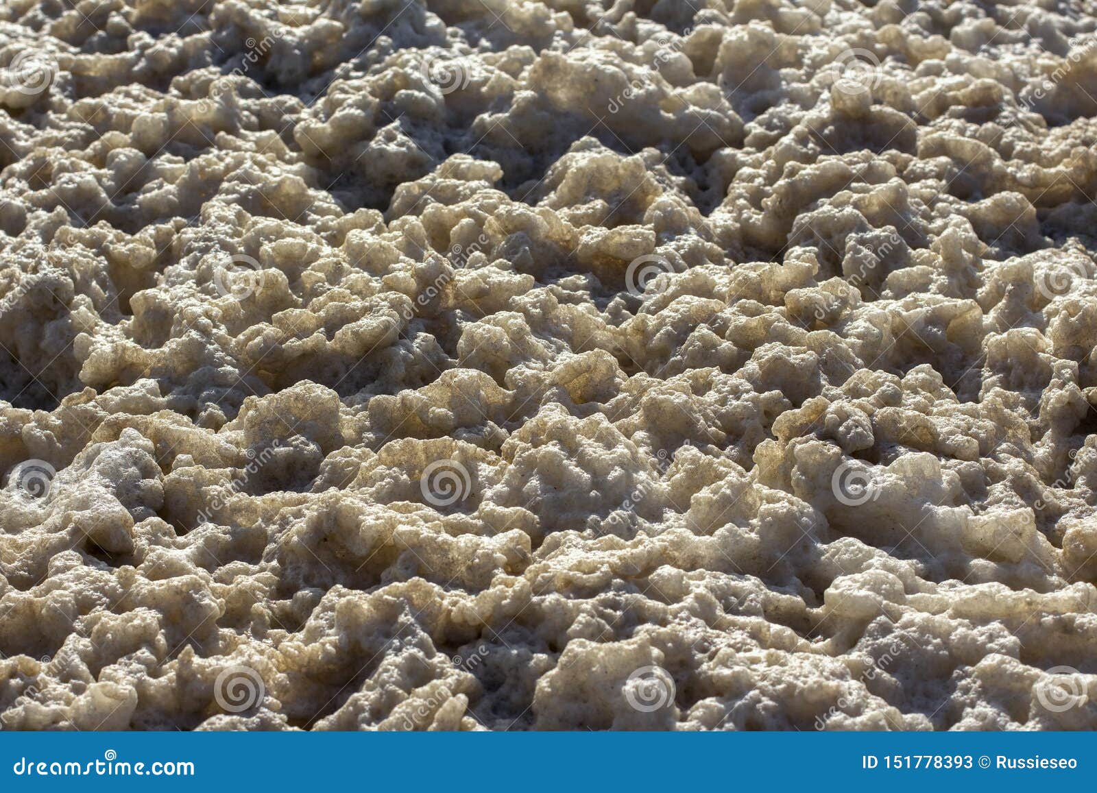 Dirty Sea Fish Stock Photos - Download 2,173 Royalty Free Photos