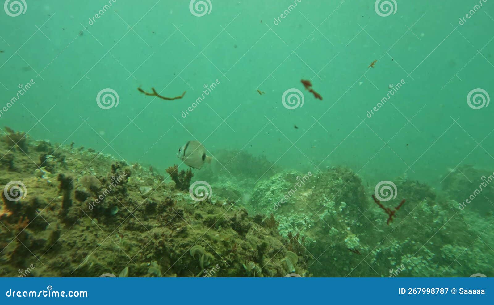 Dirty Shallow Waters and Fish Flapping Under Ocean Currents Stock Video ...