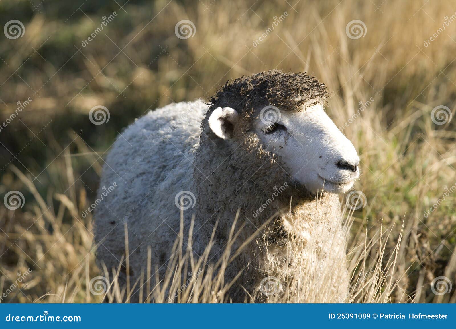 Dirty sheep stock image. Image of dirt, country, look - 25391089