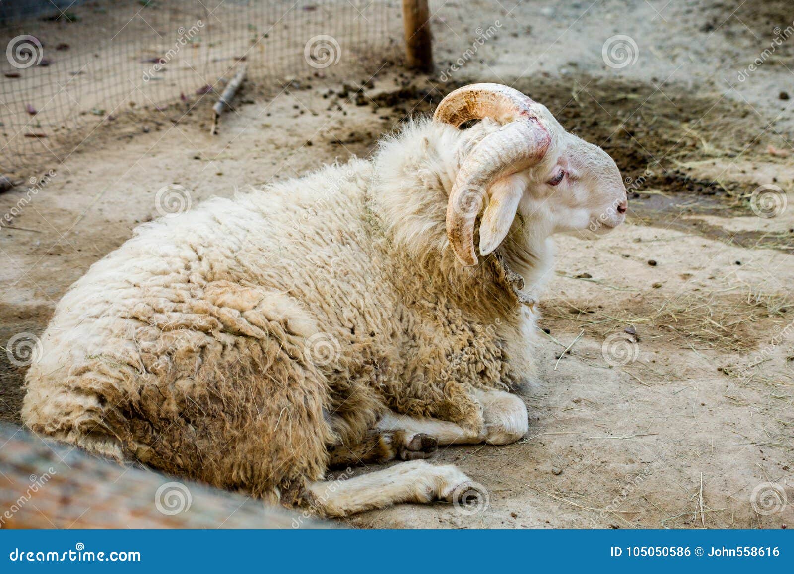 Dirty sheep stock photo. Image of farmland, groom, farmer - 105050586