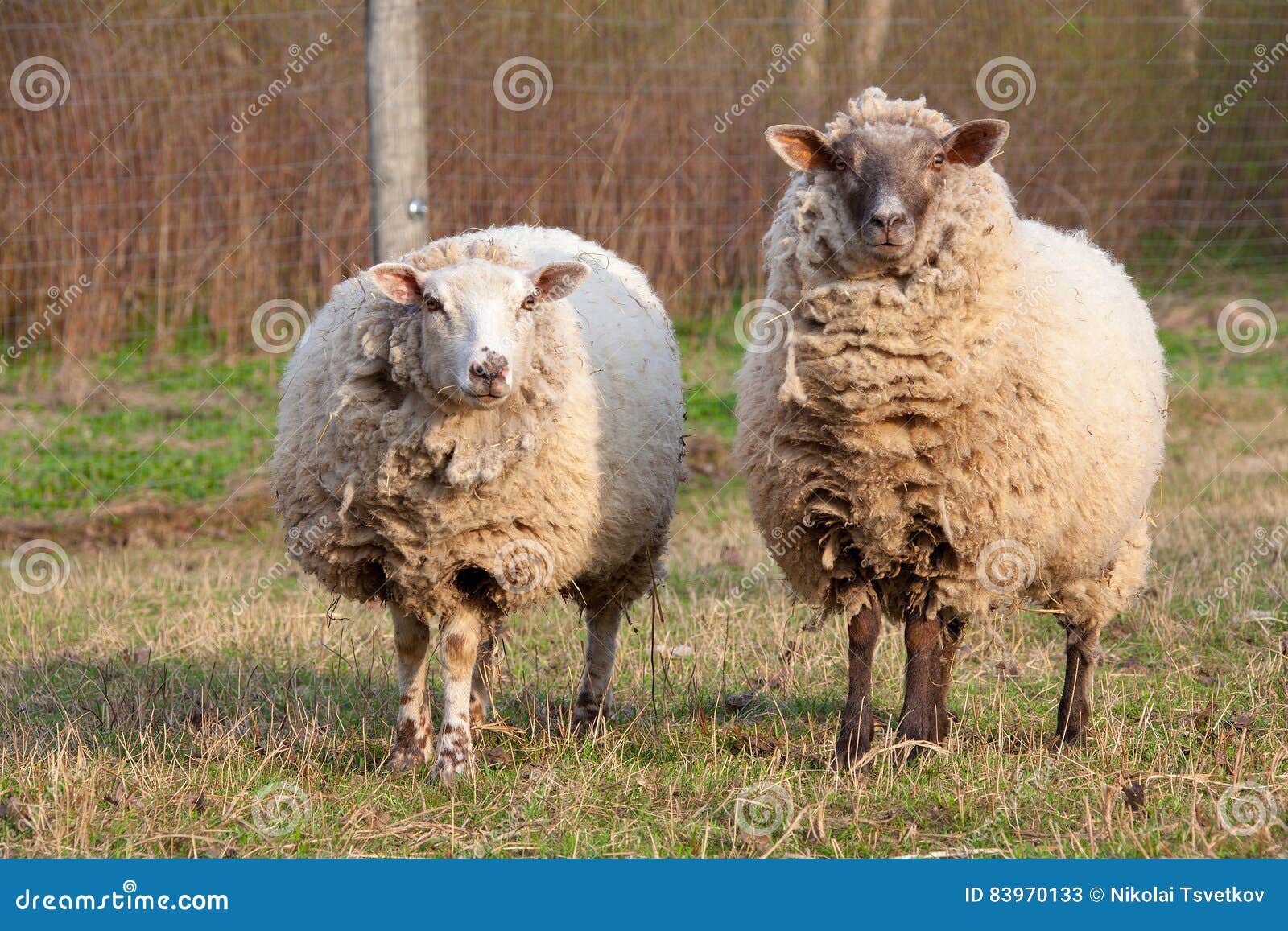 Dirty sheep in the paddock stock image. Image of sheep - 83970133