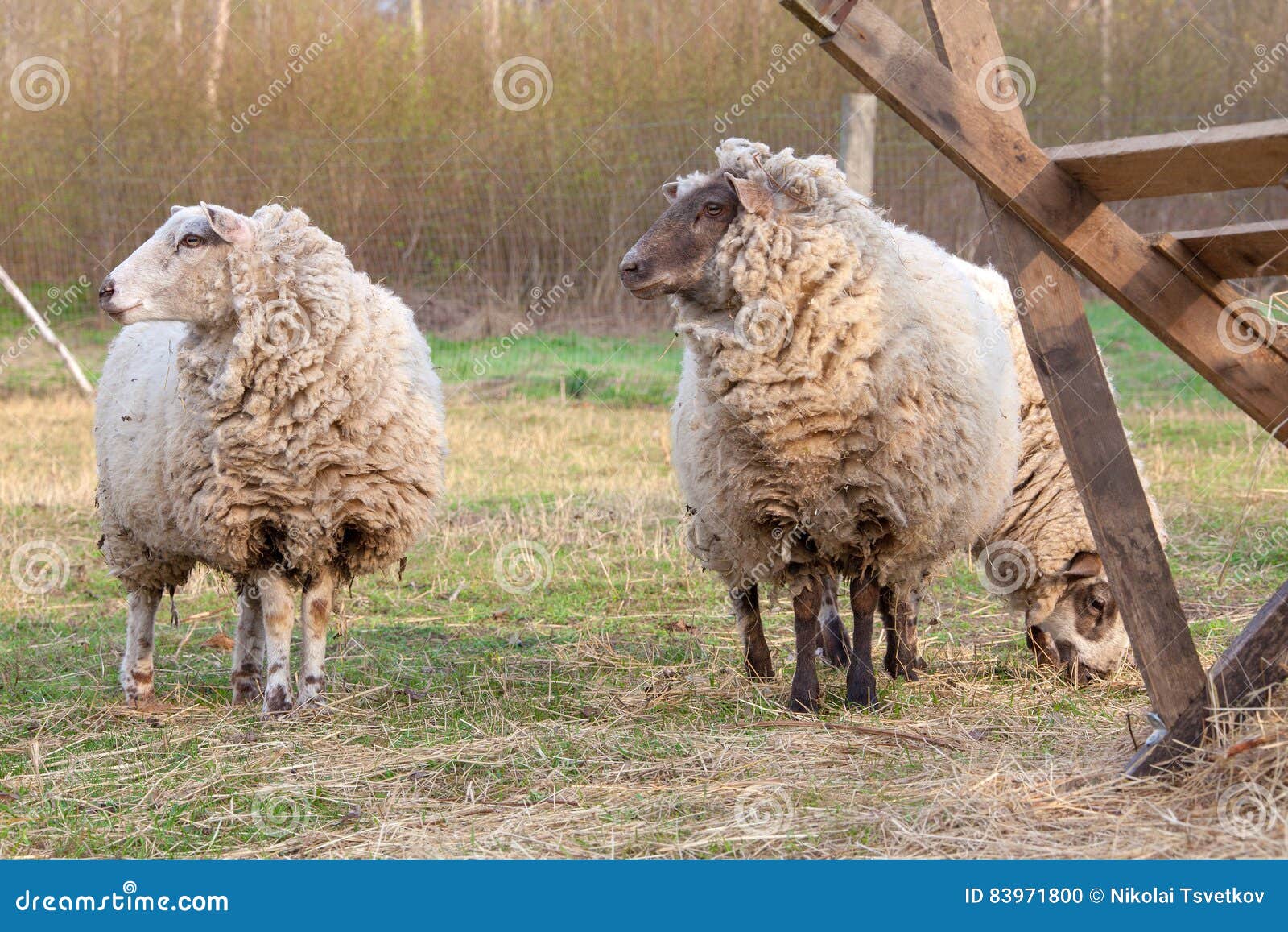 Dirty sheep in the paddock stock photo. Image of pasture - 83971800