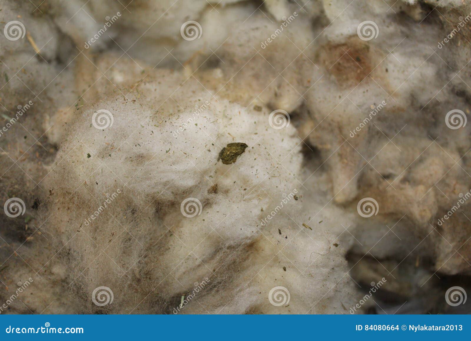 Dirty sheep wool stock photo. Image of craftsmanship - 84080664