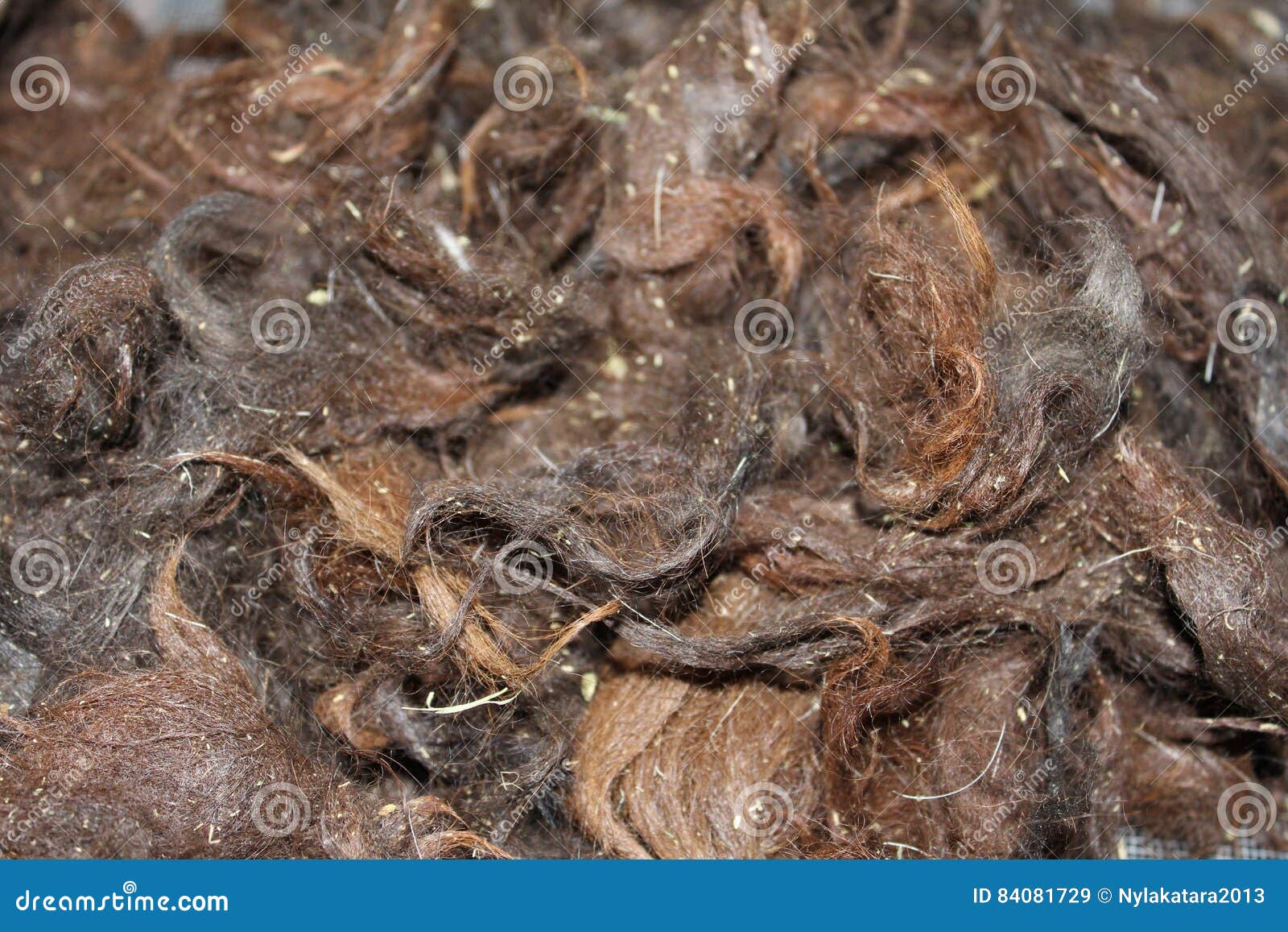 Dirty sheep wool stock image. Image of dirt, sheep, farm - 84081729