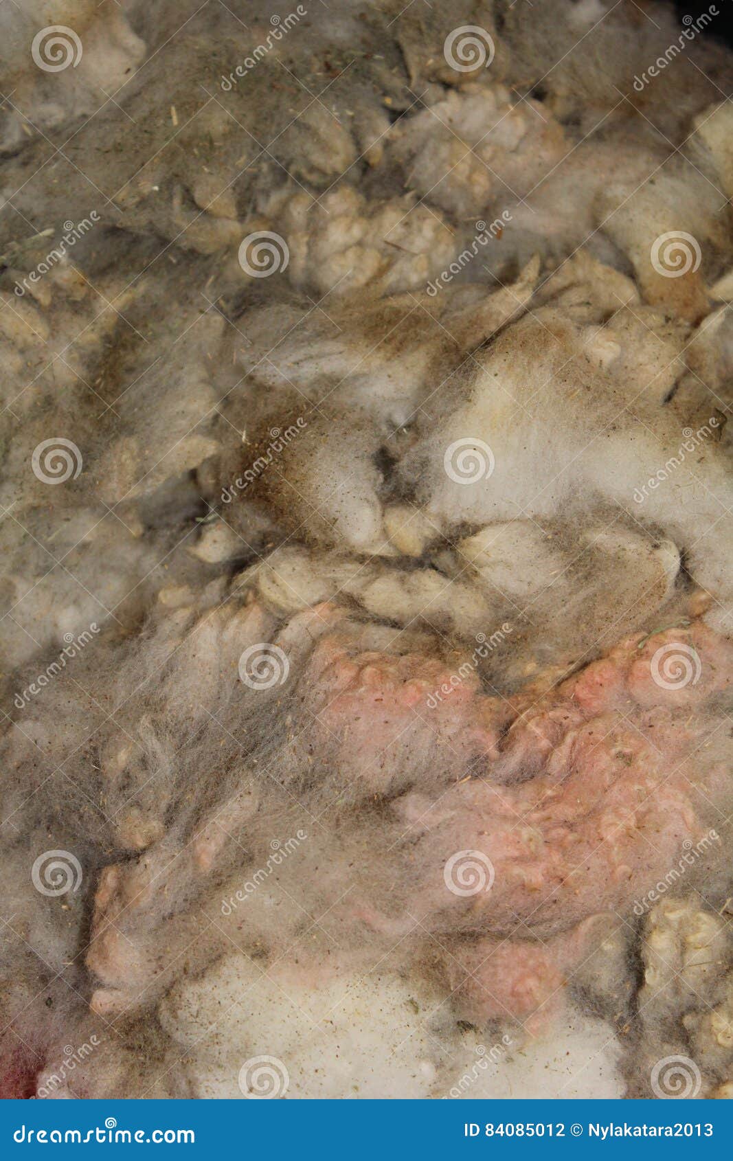 Dirty sheep wool stock photo. Image of roving, creamy - 84085012