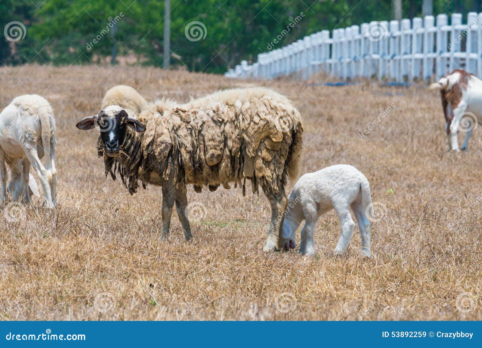 Dirty Sheeps in the Drought Meadow Stock Image - Image of grass, feed ...