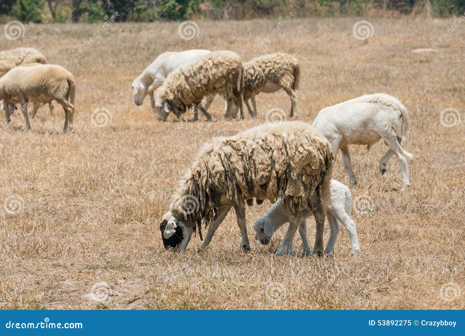 Dirty Sheeps in the Drought Meadow Stock Image - Image of feed ...