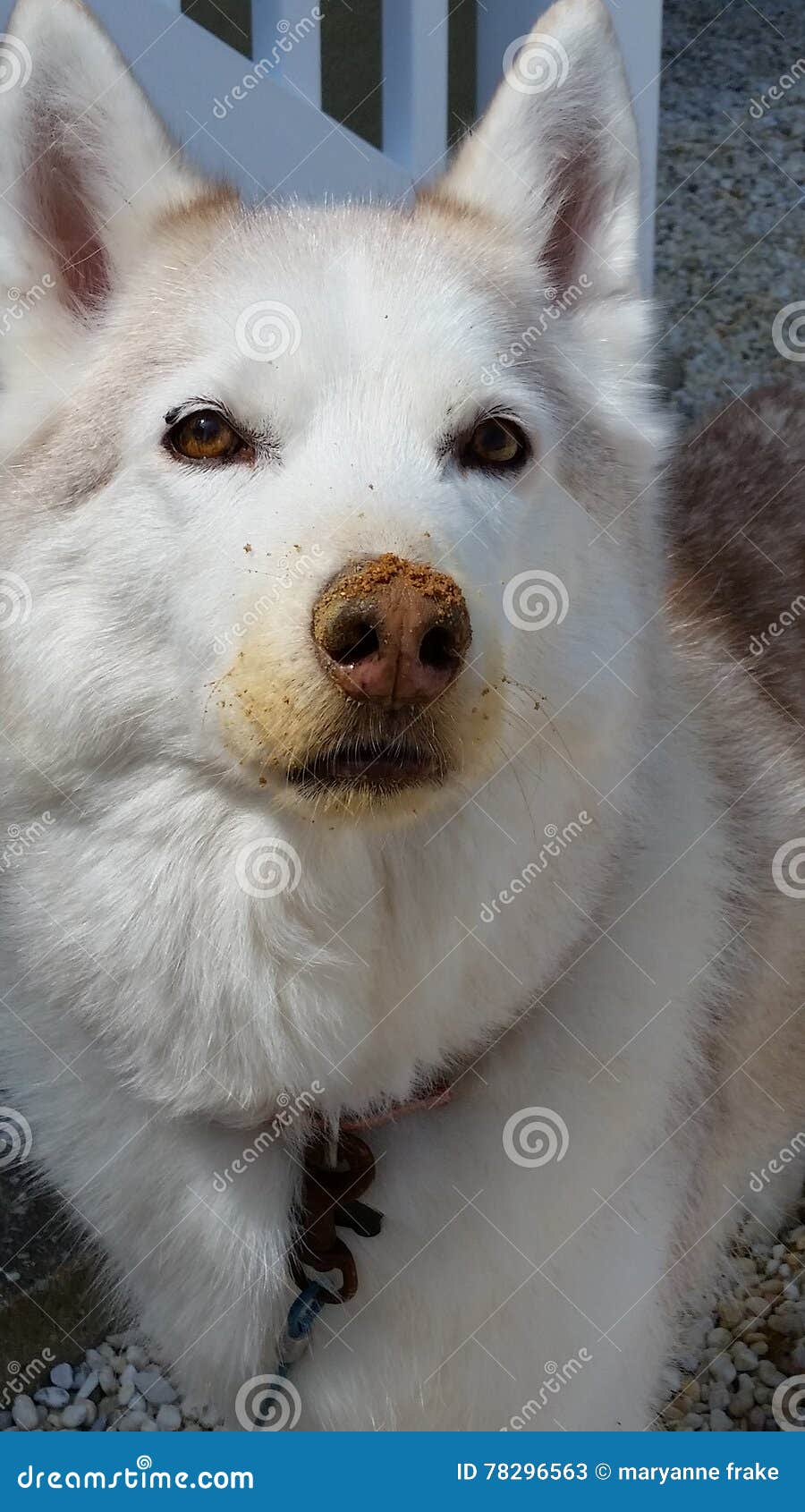 Dirty siberian husky stock image. Image of cute, siberian - 78296563
