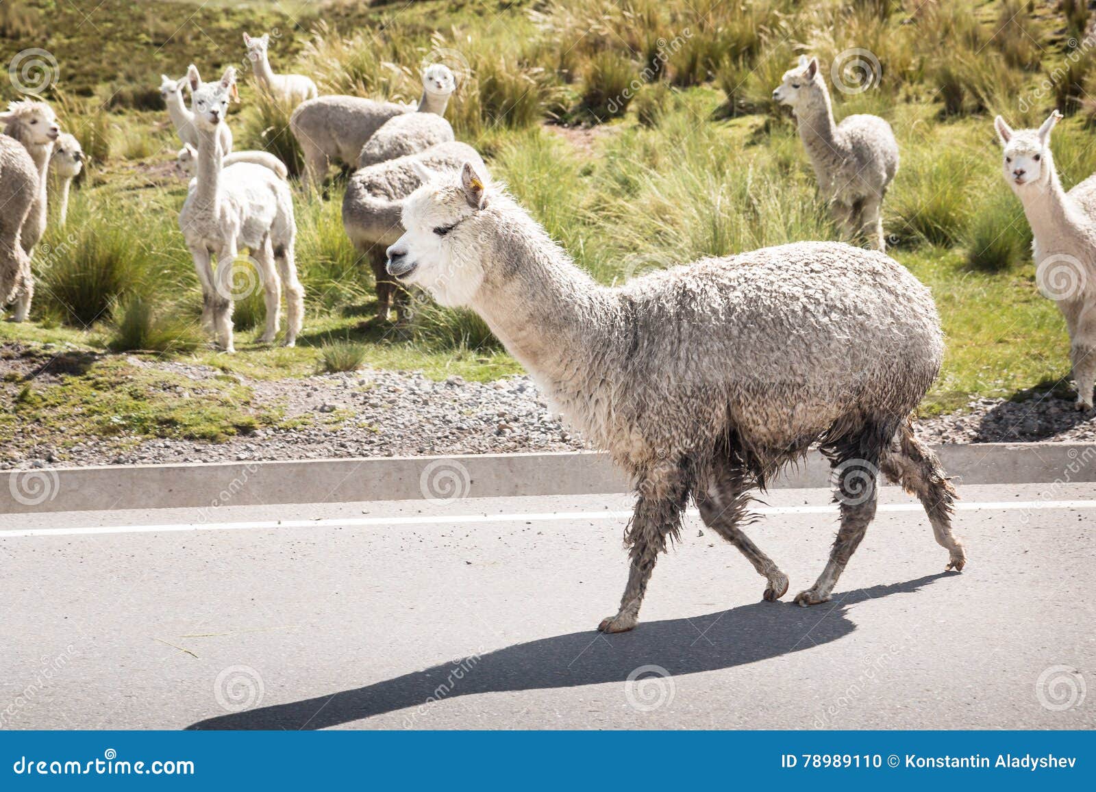 Dirty smiling llama stock photo. Image of guanaco, animals - 78989110