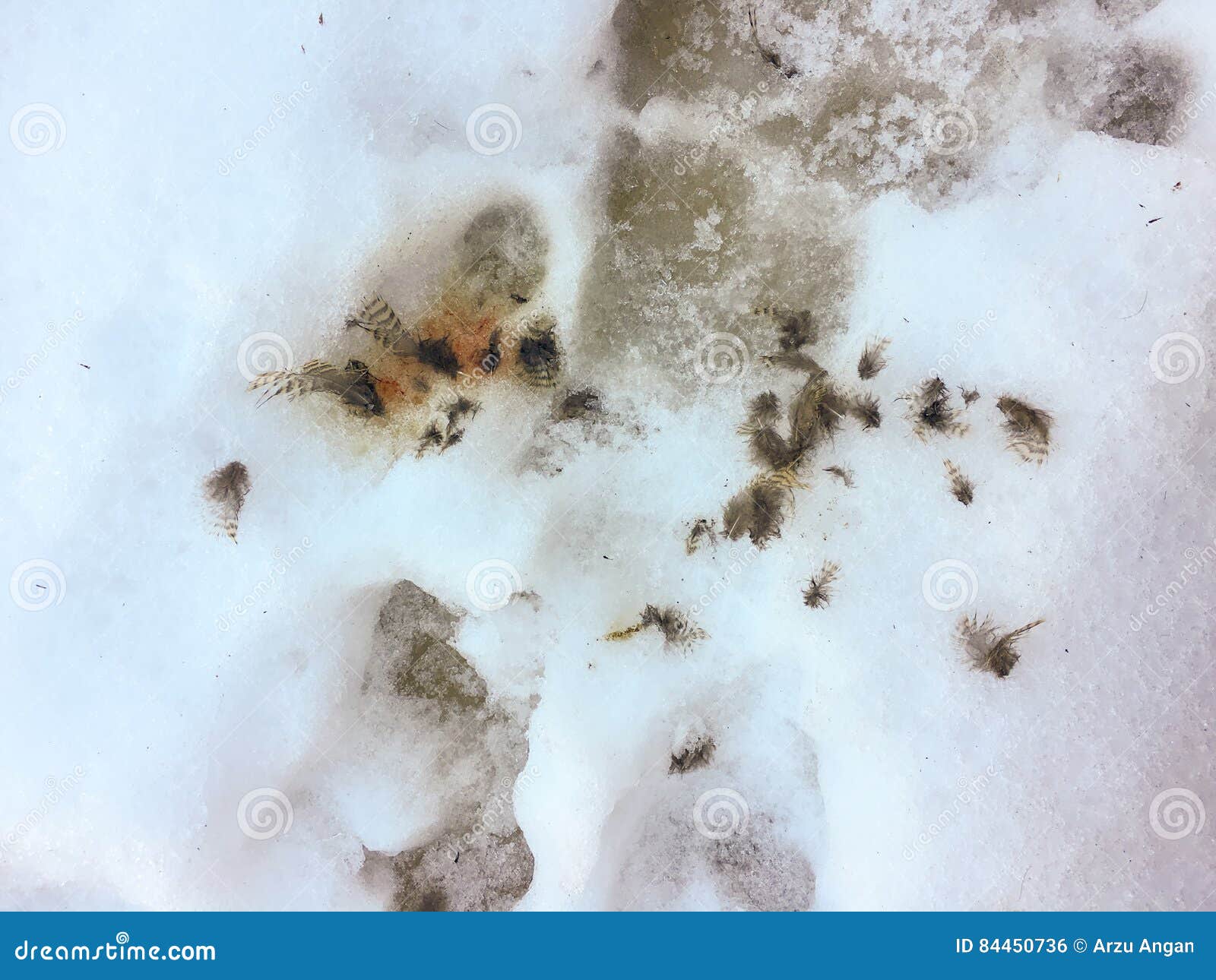 Dirty snow stock photo. Image of died, forzen, special - 84450736