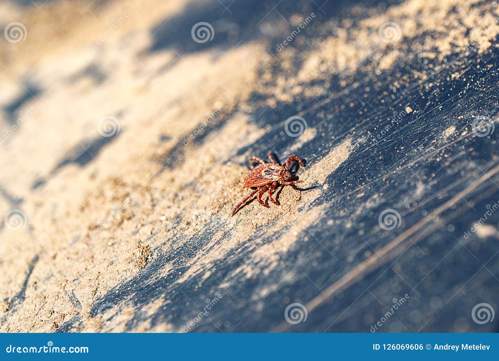 On a Dirty Surface Creeping Red Mite Stock Photo - Image of nature ...