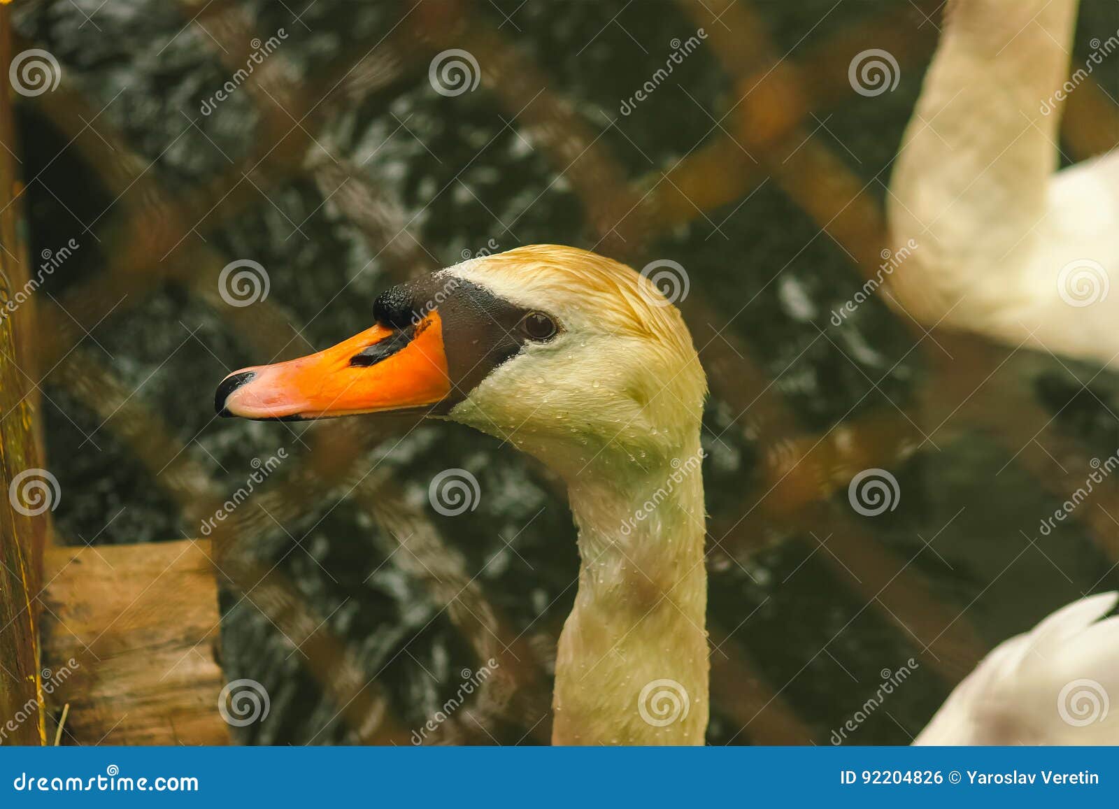 Dirty Swan Head Near the River Stock Photo - Image of animal, amazing ...