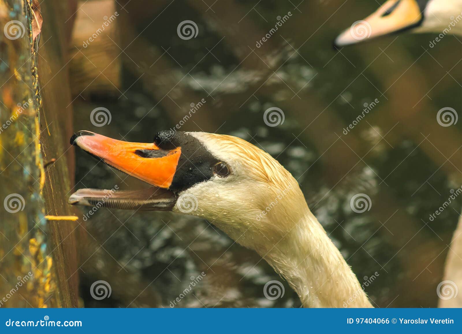 Dirty Swan Head Near the River Stock Photo - Image of beauty, natural ...