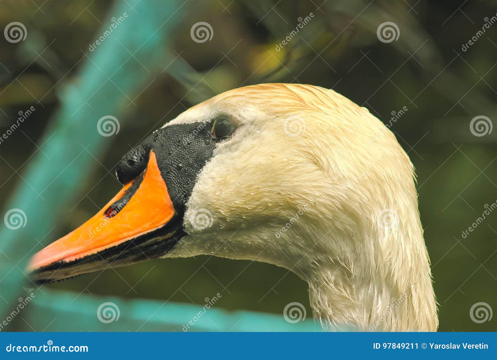 Dirty Swan Head Near the River Stock Image - Image of park, natural ...