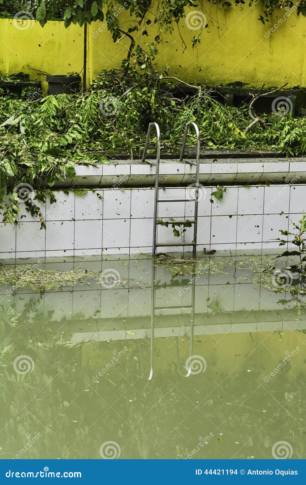 Dirty Swimming Pool stock photo. Image of nature, garden - 44421194