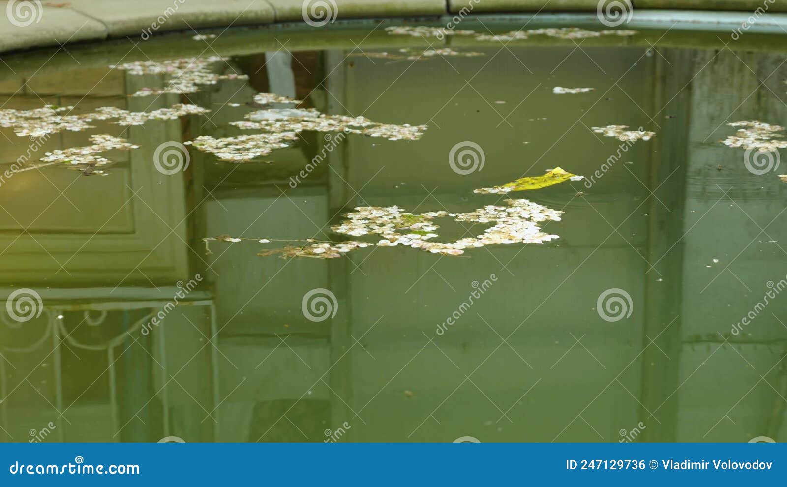 Dirty Swimming Pool with Trash and Leaves on the Surface of the Water ...