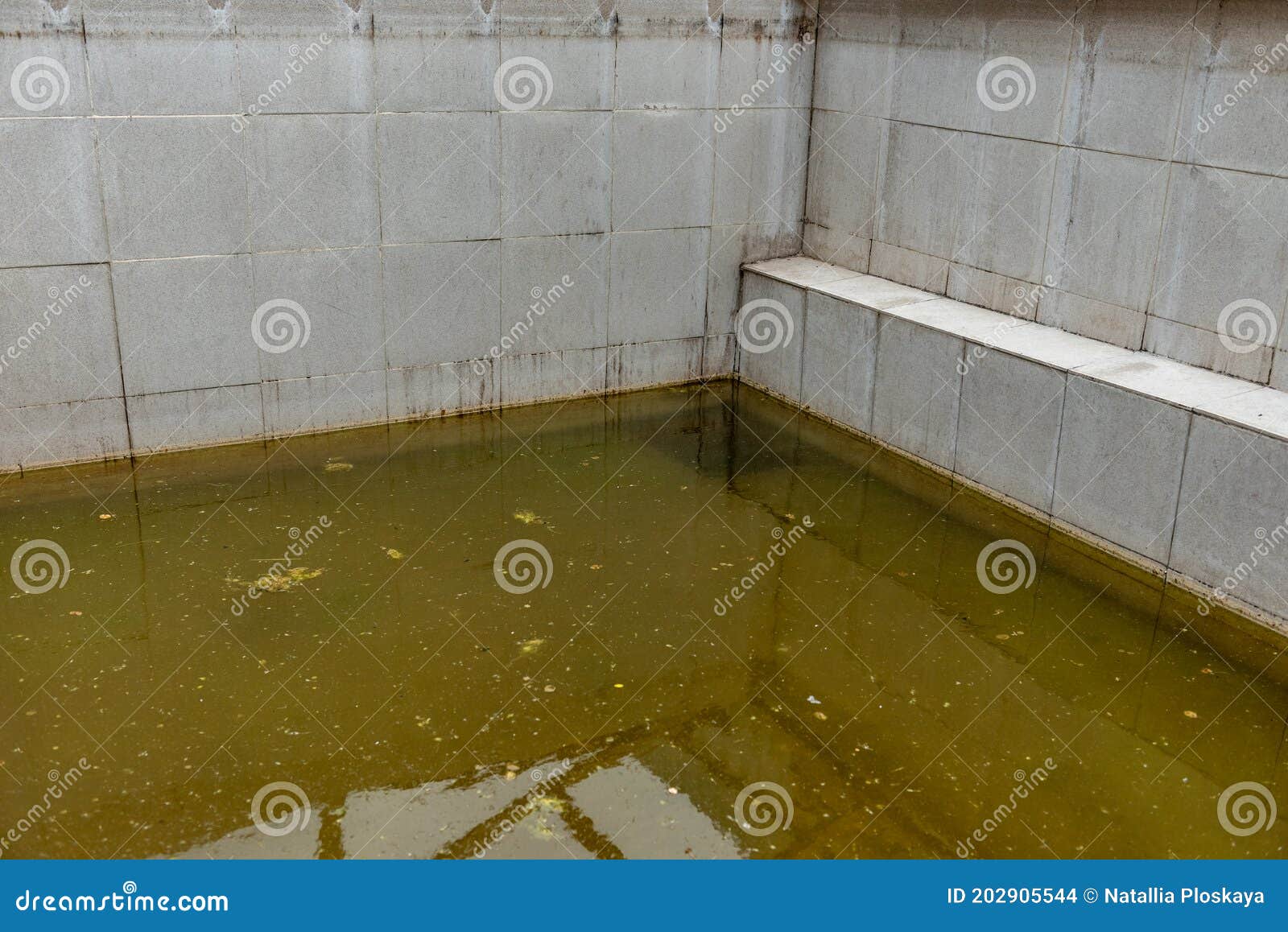 Dirty Swimming Pool Water in Old Swimming Pool Stock Photo - Image of ...