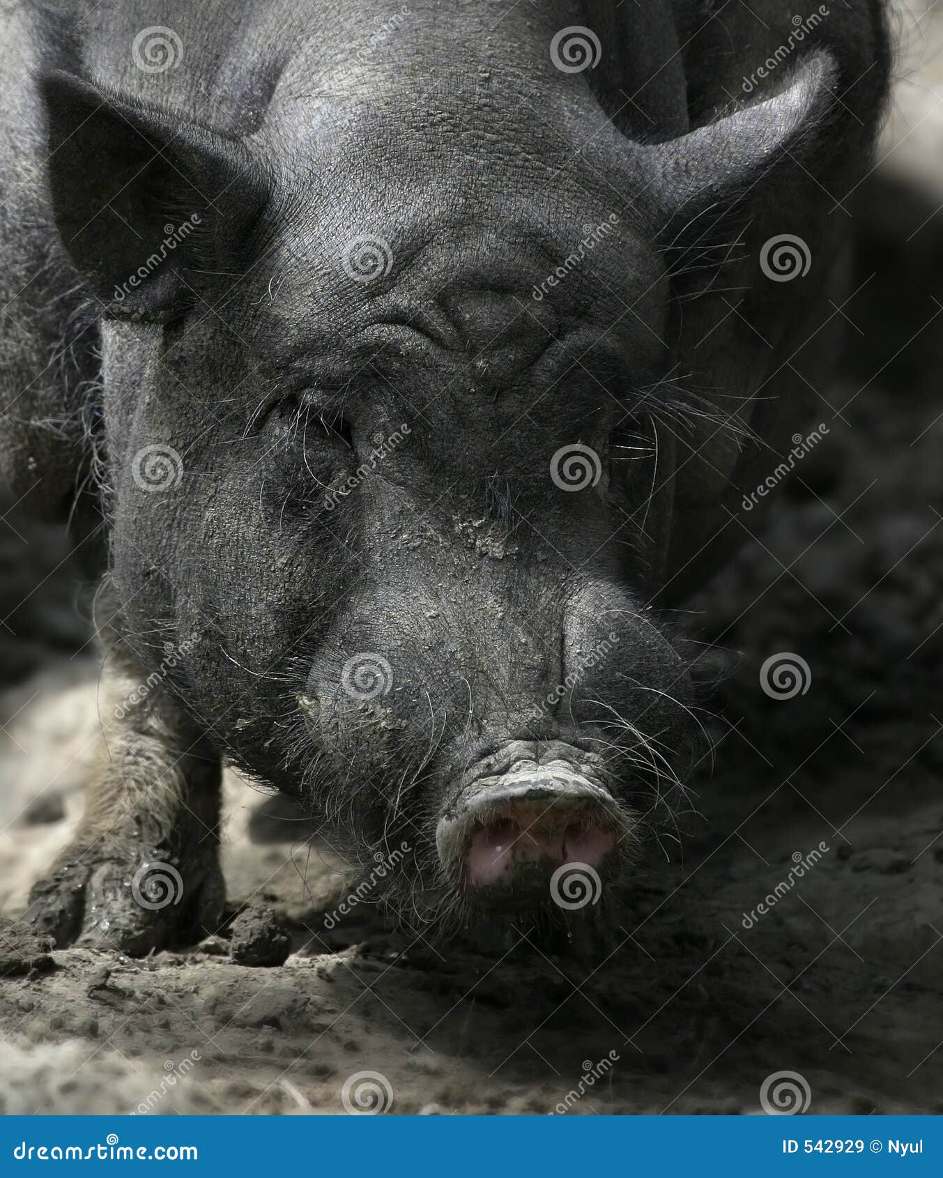 Dirty Swine 1. stock image. Image of disgusting, crappy - 542929